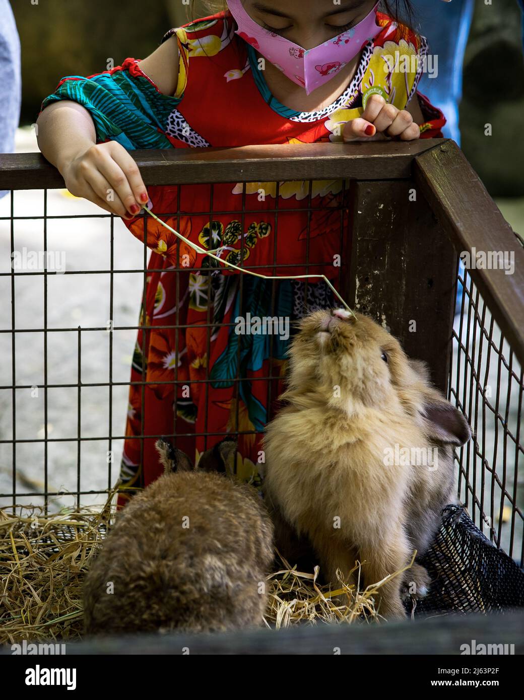 Girl with brown bunny hi-res stock photography and images - Alamy