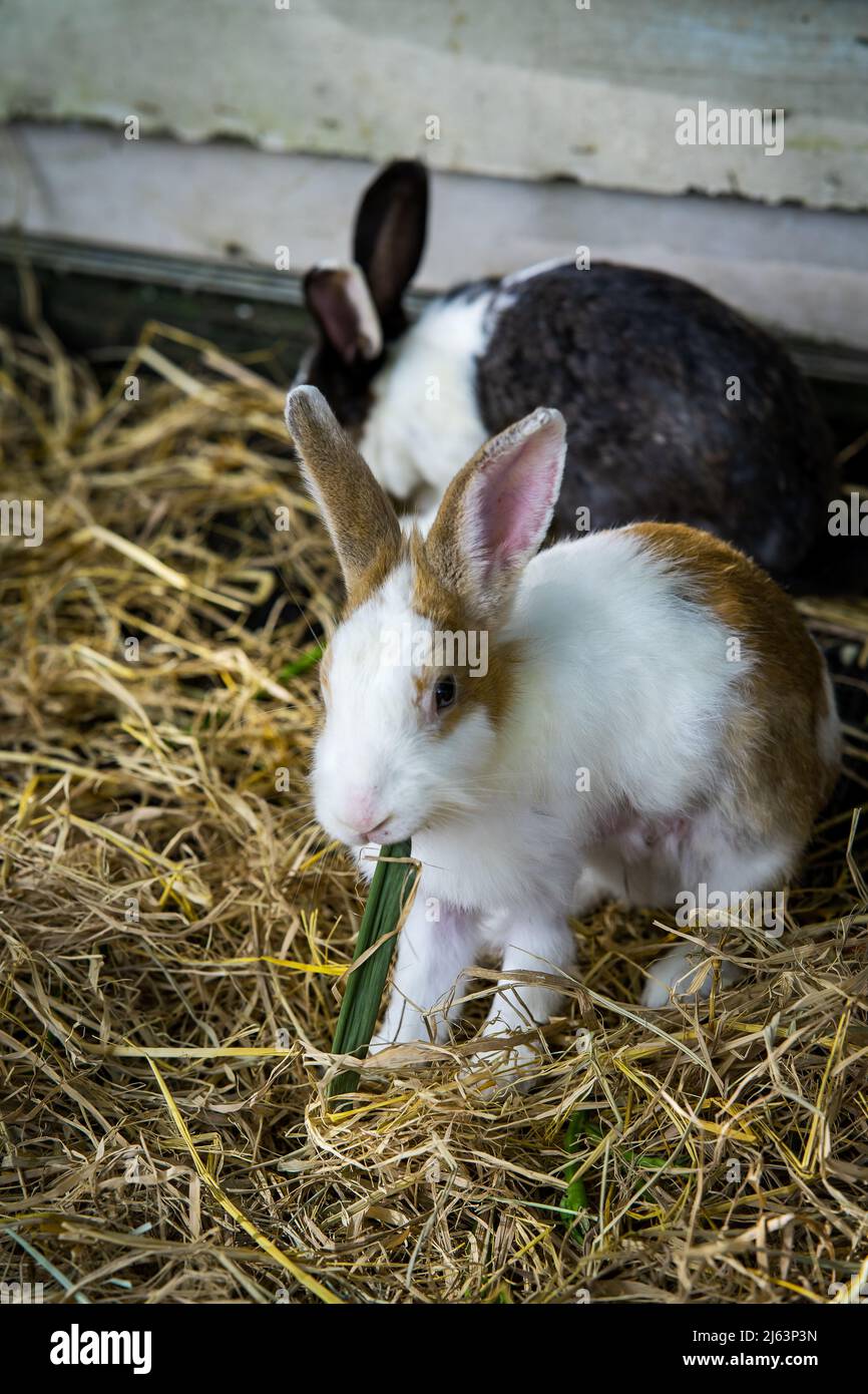 Cute bunnies in a wooden cage with straw all over the place Stock Photo ...