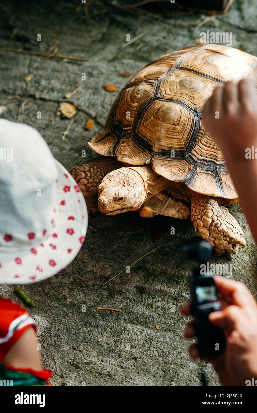 Big tortoises walking on the ground with full of tourists Stock Photo ...