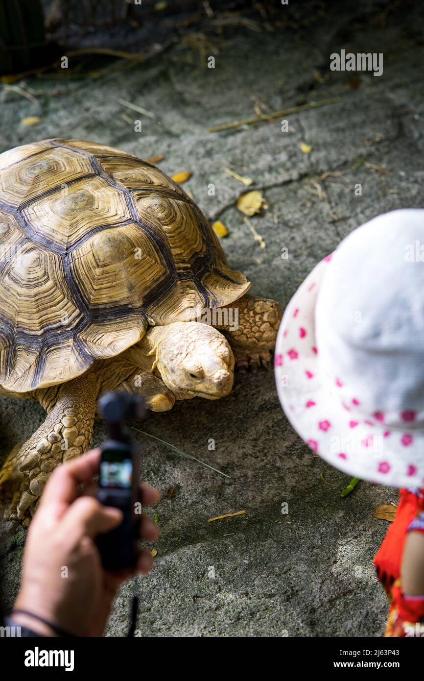 Big tortoises walking on the ground Stock Photo - Alamy
