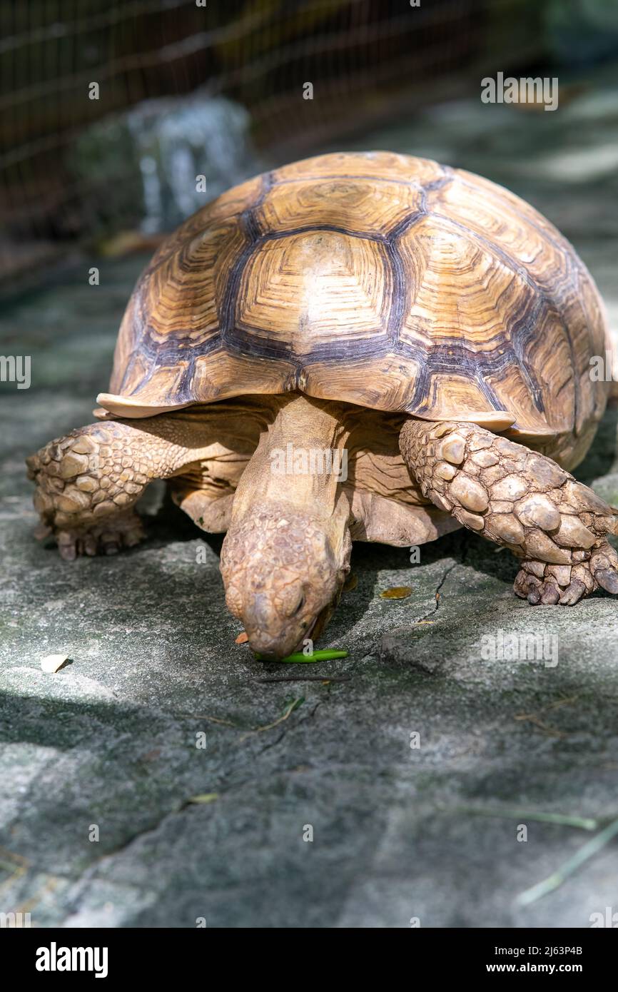 Big tortoises walking on the ground Stock Photo - Alamy