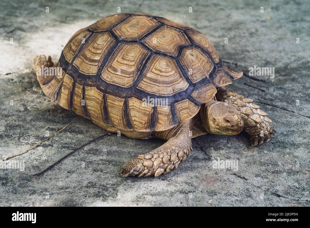 Giant tortoises walking hi-res stock photography and images - Alamy