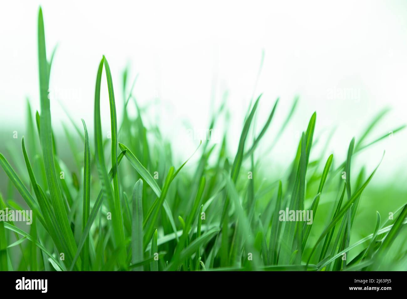 Green grass image hi-res stock photography and images - Alamy
