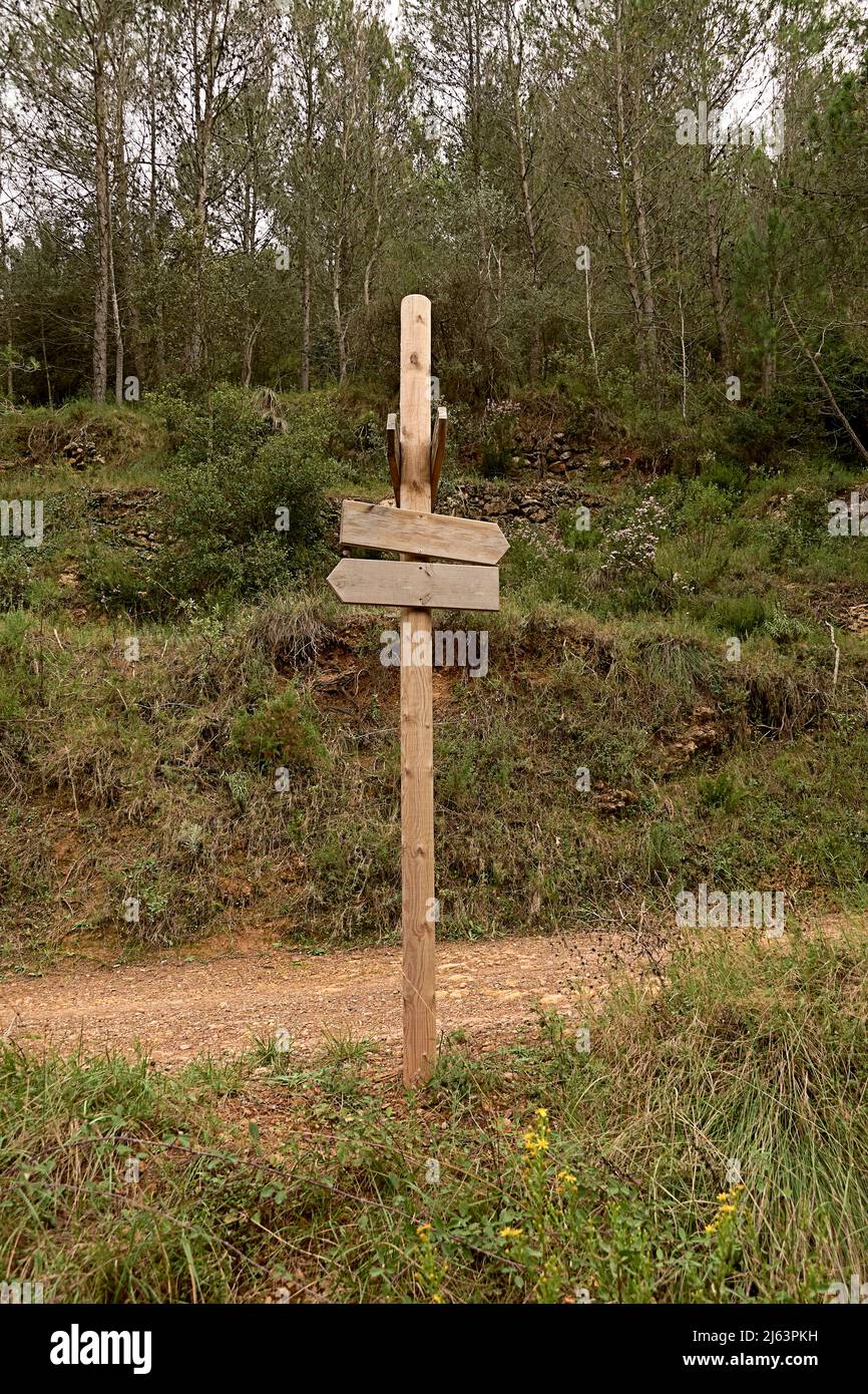Wooden post with signposts in the forest. Empty space, pine trees, sky ...