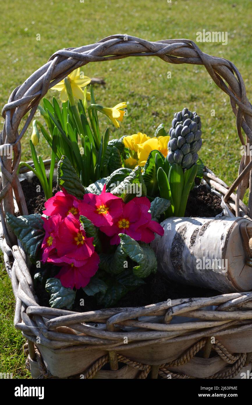 basket with spring flowers Stock Photo - Alamy