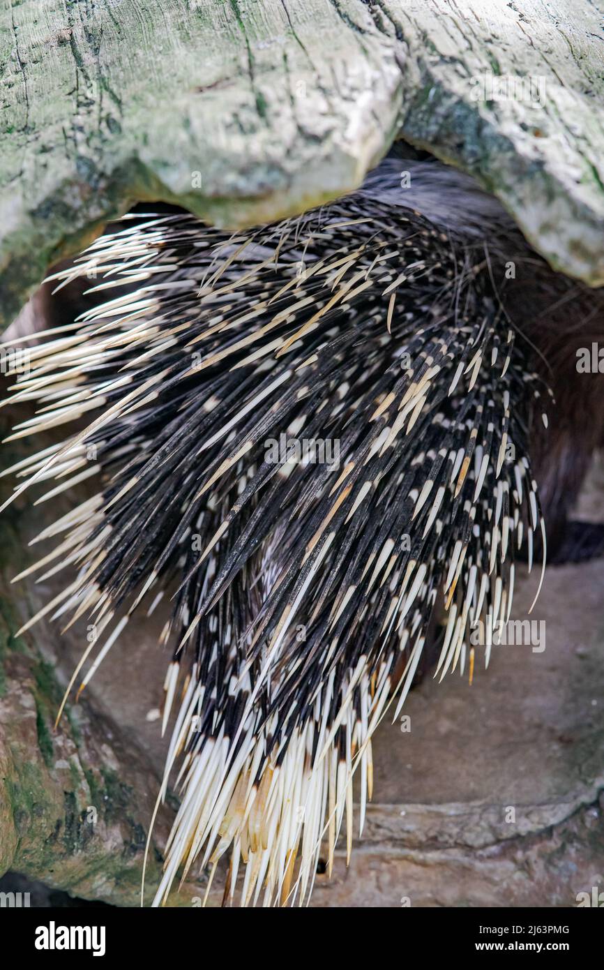 Malayan porcupine or Himalayan porcupine quills or spine on the body ...