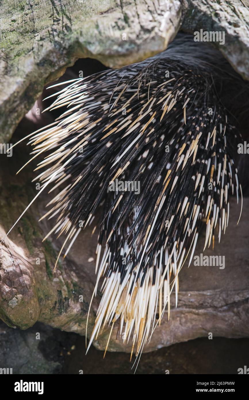 Malayan porcupine, Himalayan porcupine, Large porcupine Stock Photo - Alamy
