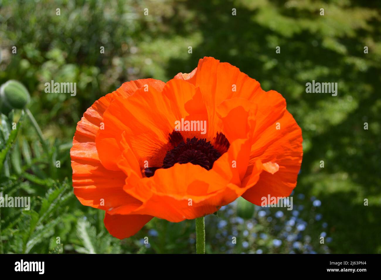 Orange and red poppy hi-res stock photography and images - Alamy