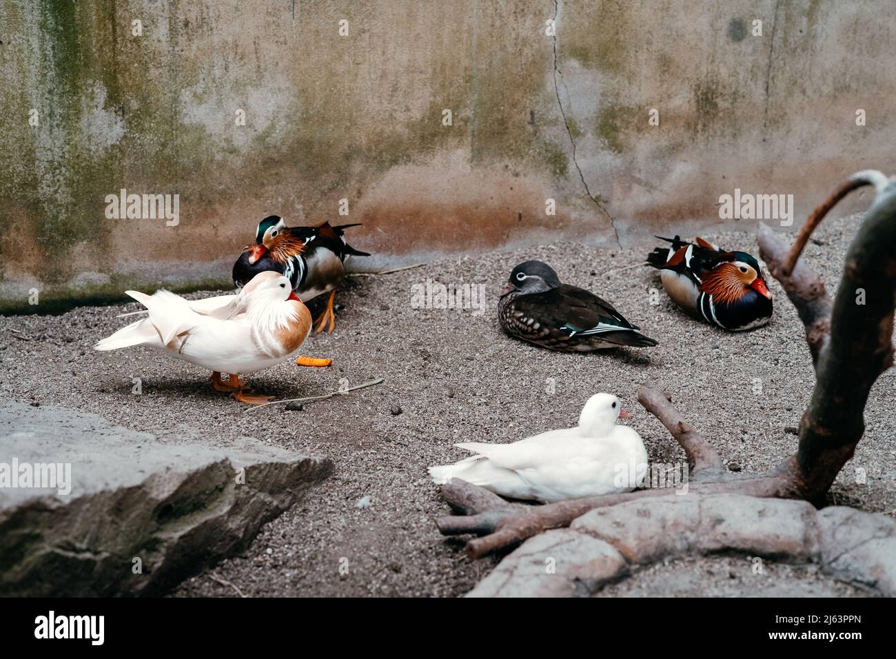 Birds resting together hi-res stock photography and images - Alamy