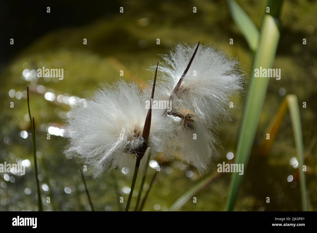 reed flower in a garden pond Stock Photo - Alamy
