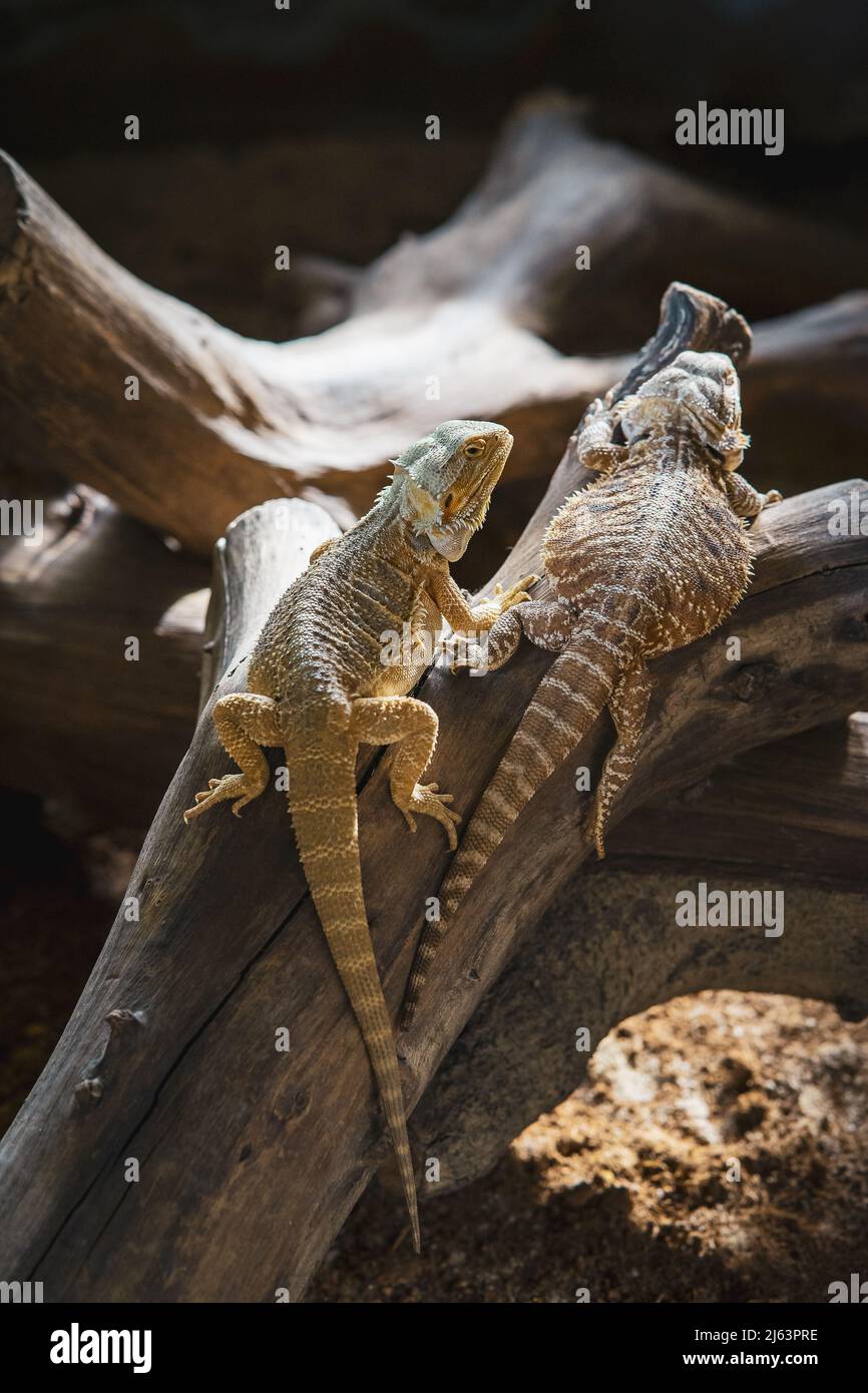 Pogona vitticeps, the central or inland bearded dragon, is a species of ...