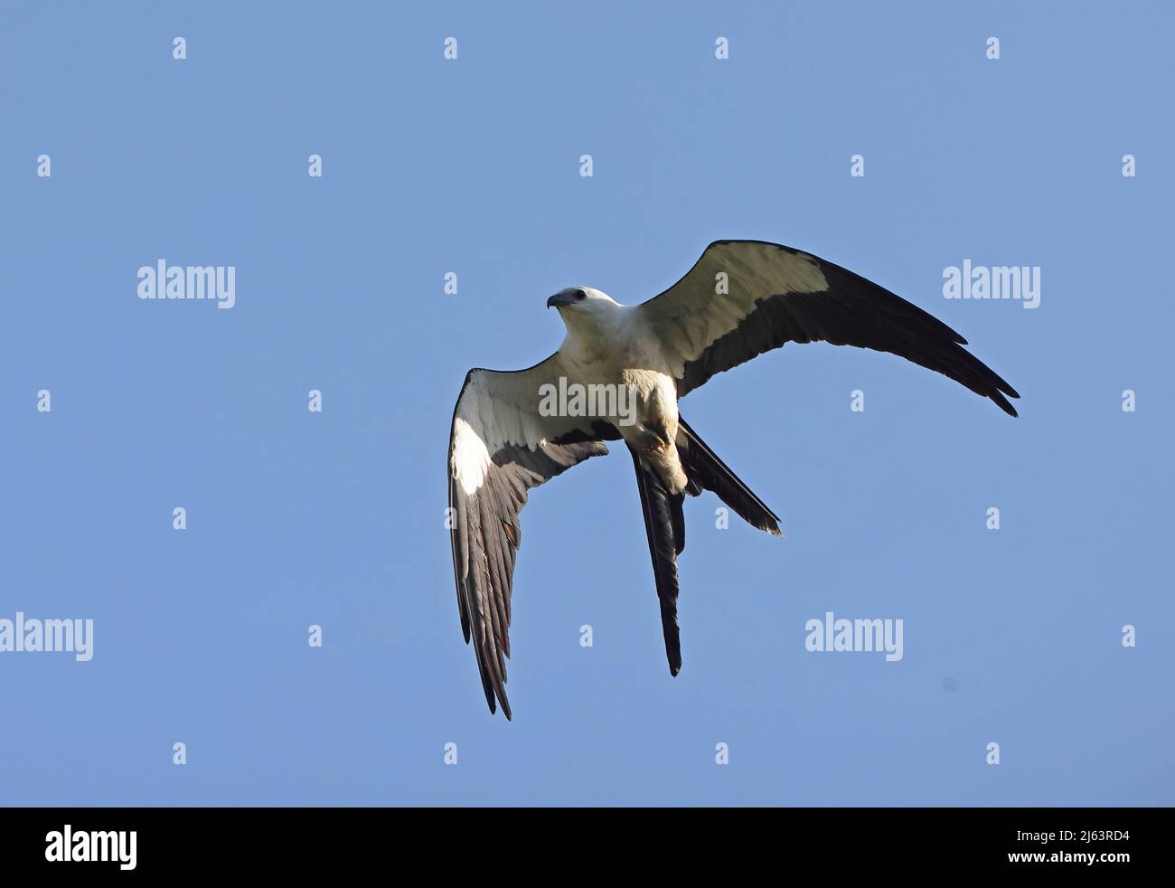 Swallow-tailed Kite (Elanoides forficatus) adult in flight Osa ...