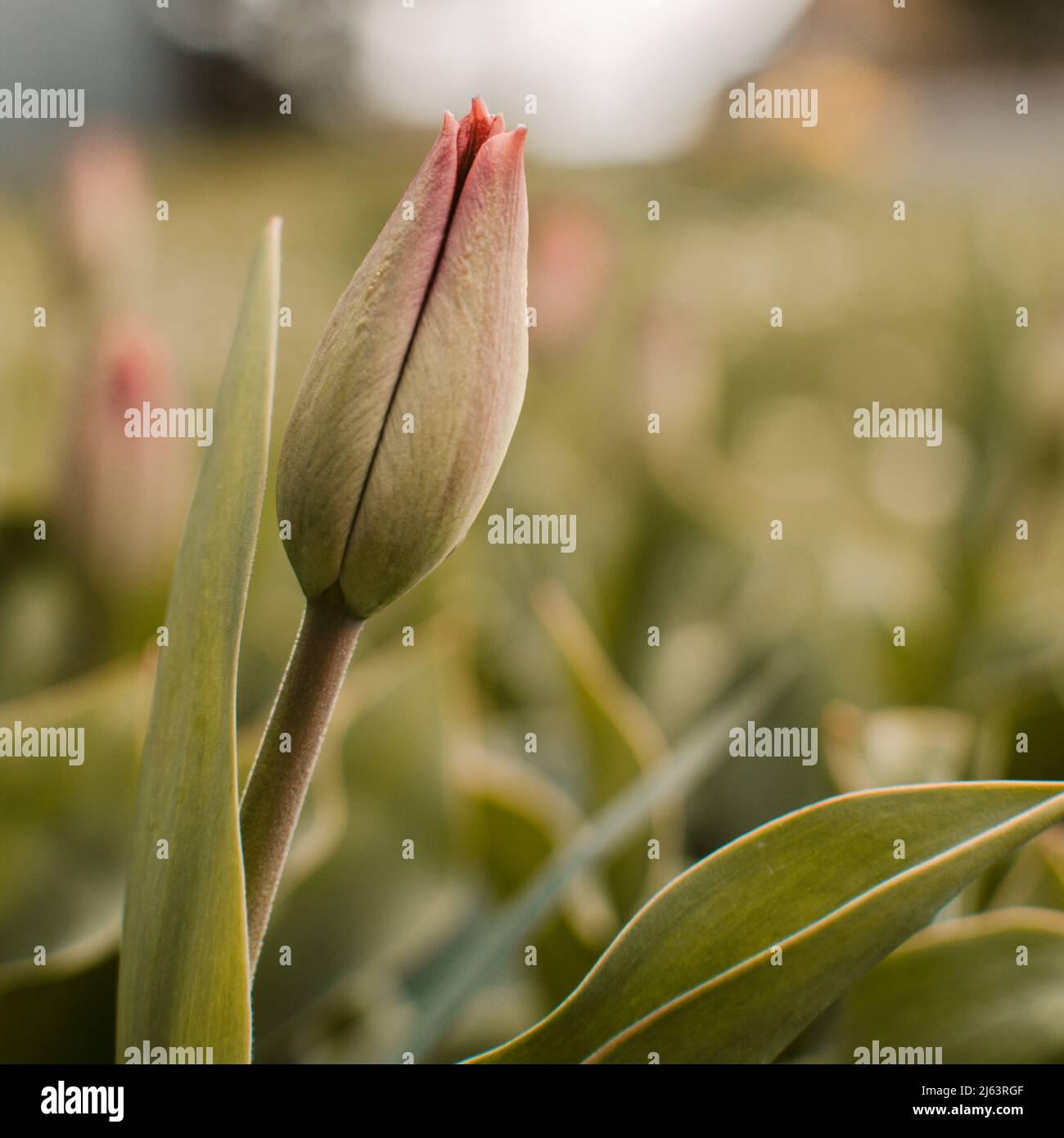 Red tulip bud close hi-res stock photography and images - Alamy