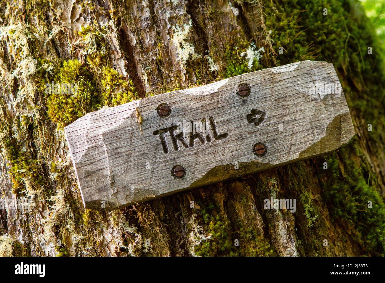 Weathered wooden sign with an arrow and the word trail, nailed to the ...