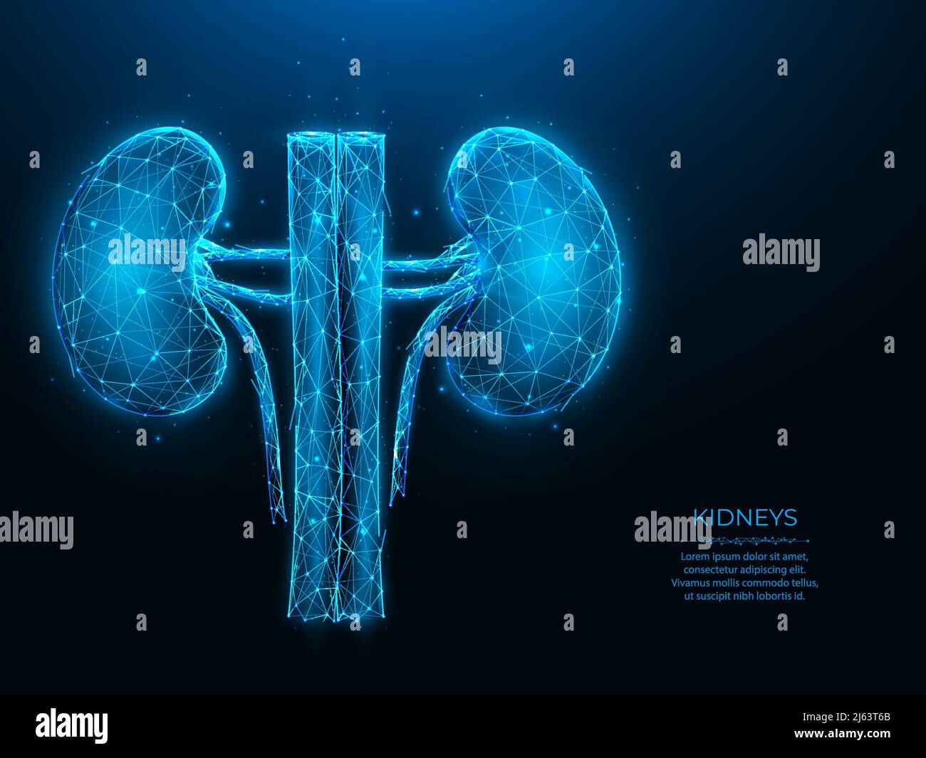 Polygonal vector illustration of human kidneys on a dark blue ...