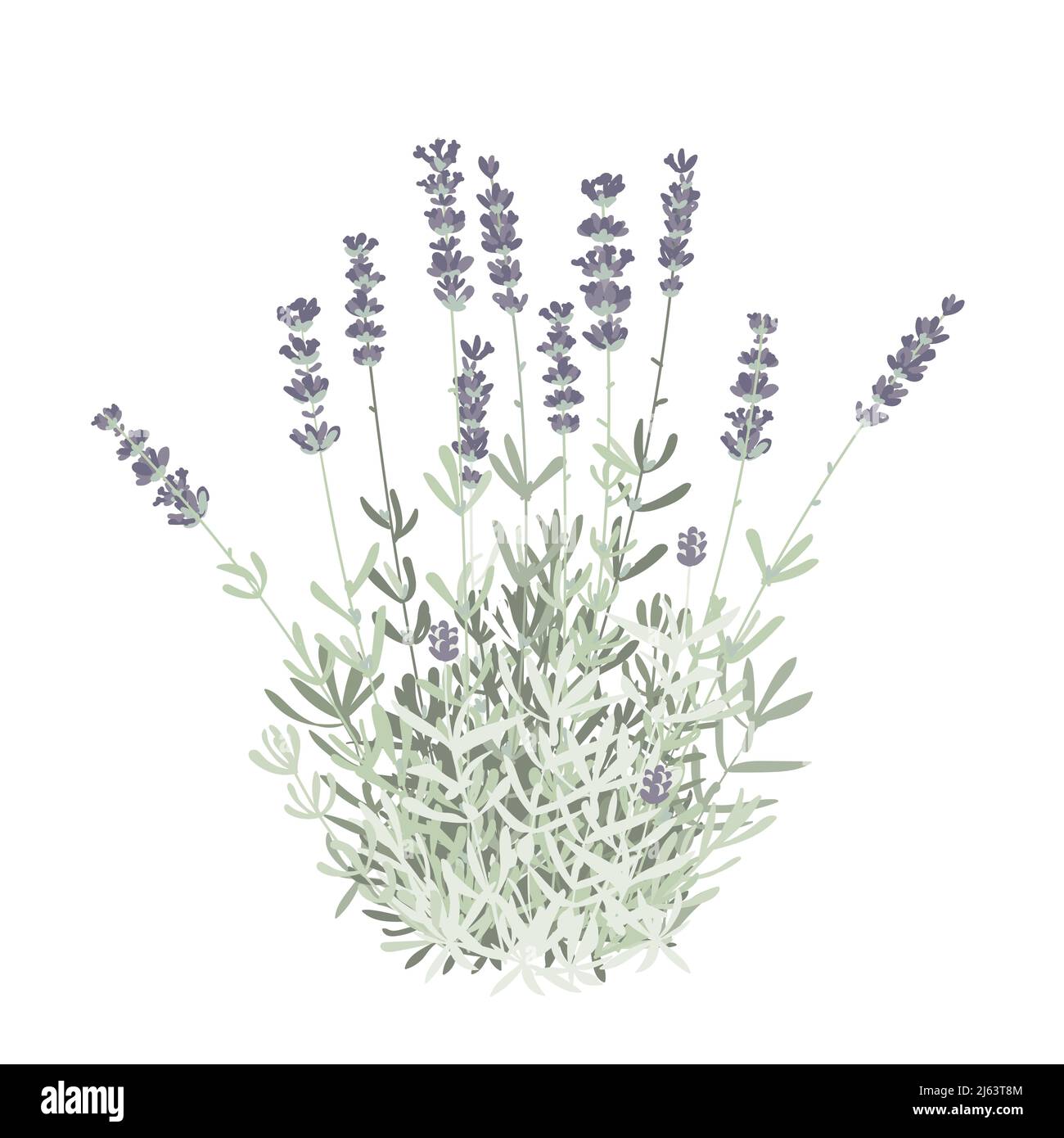 Flat grass lavender isolated vector Illustration. For label, packaging ...