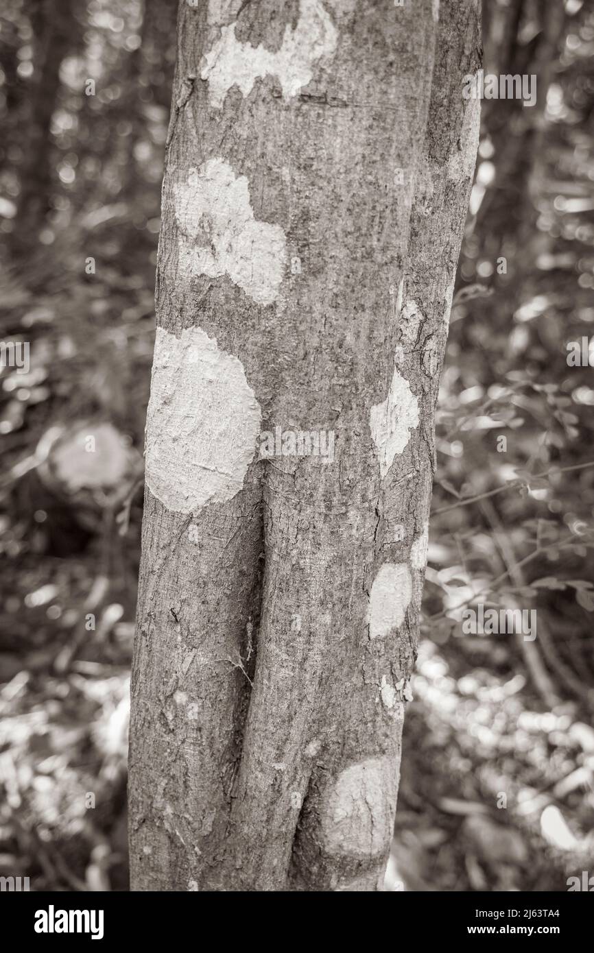Tropical tree bark texture with colorful green orange red and black ...