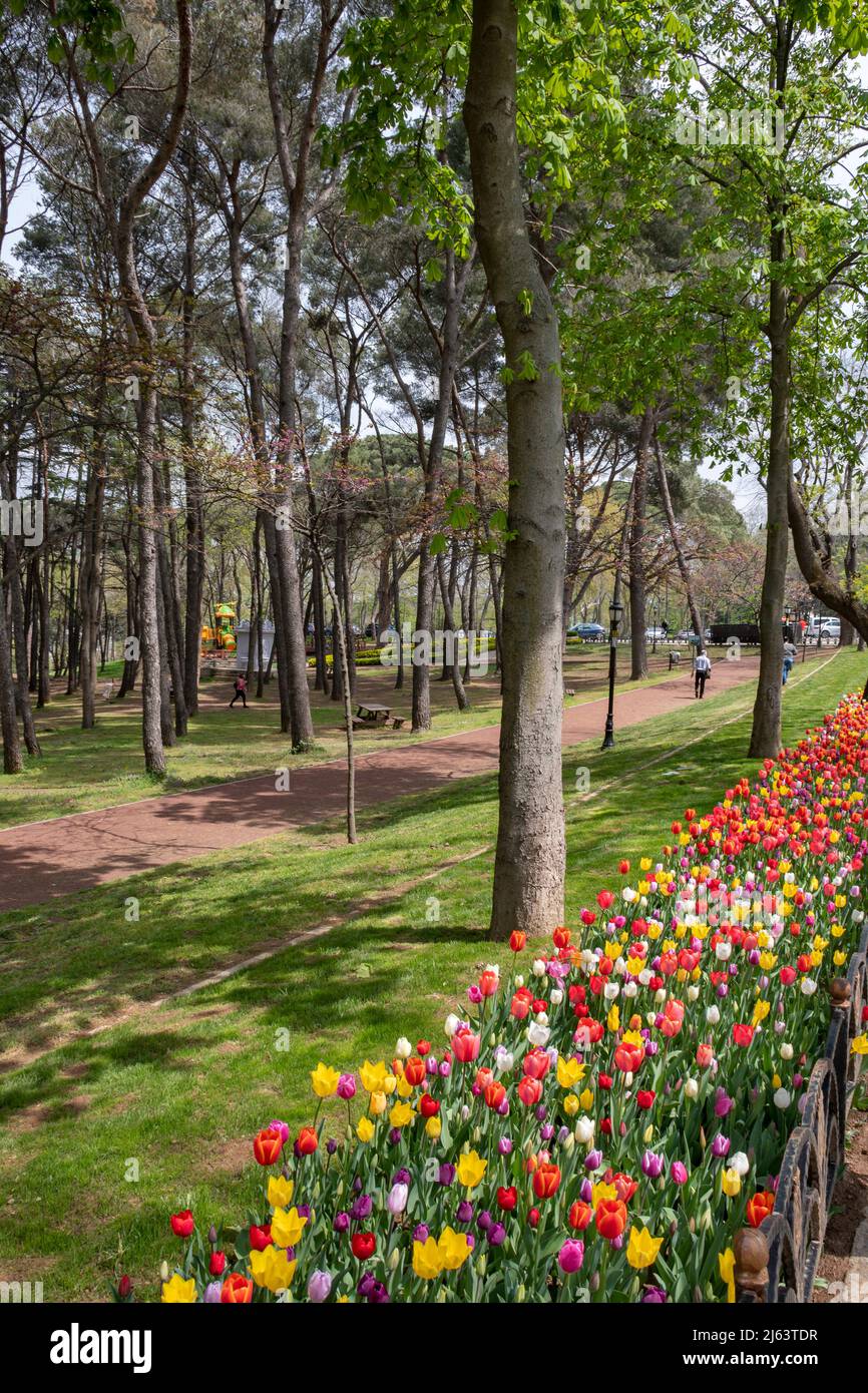 Tulip Festival in Emirgan Park in Sariyer district of Istanbul, Turkey ...