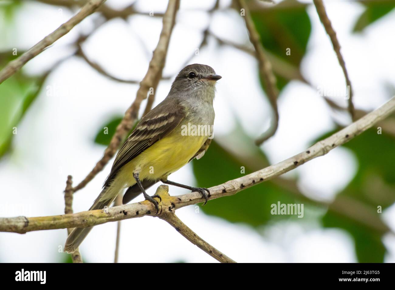 Sublegatus arenarum hi-res stock photography and images - Alamy