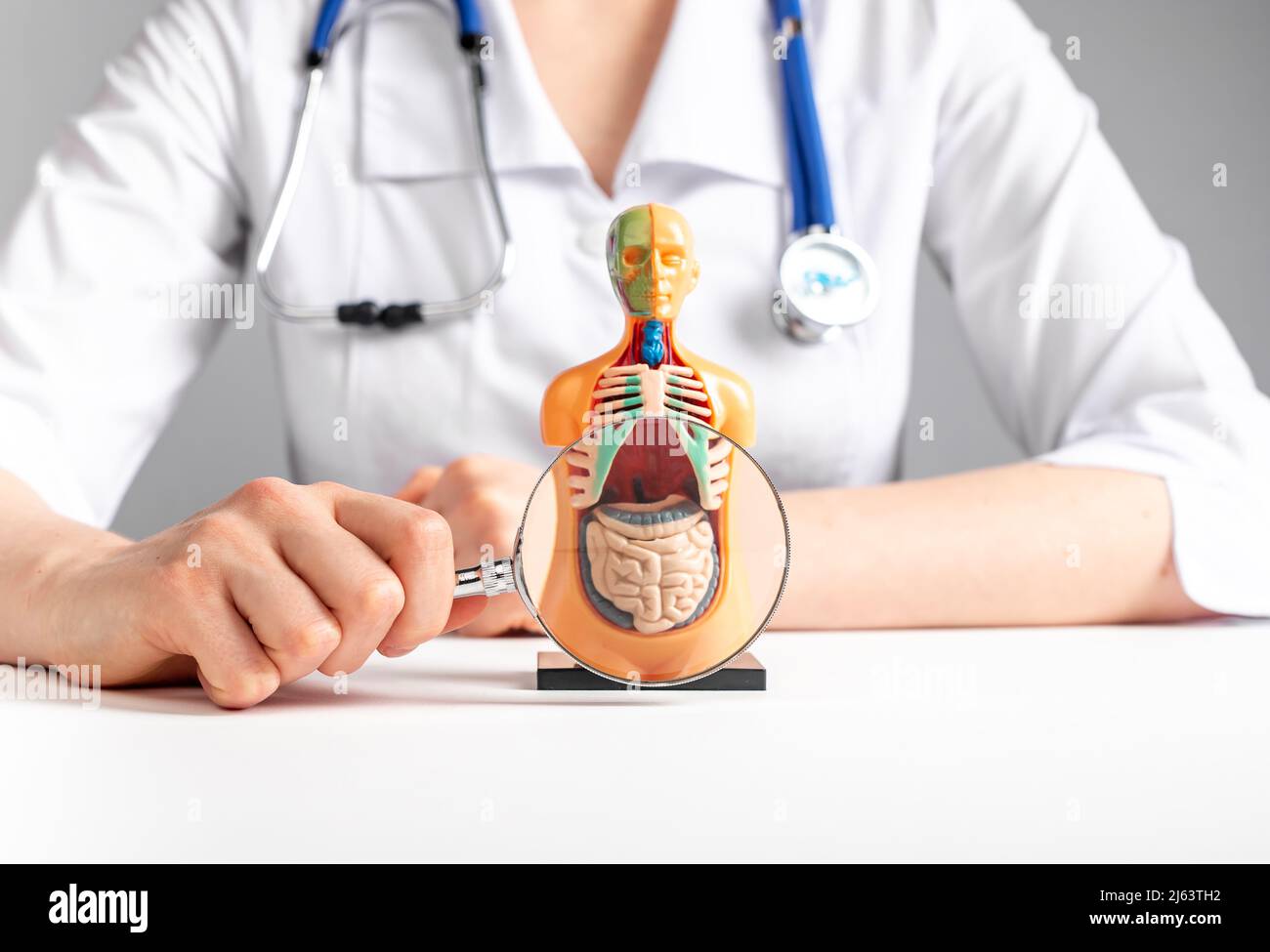 Doctor magnifies with loupe intestines in 3d human model. Anatomy ...