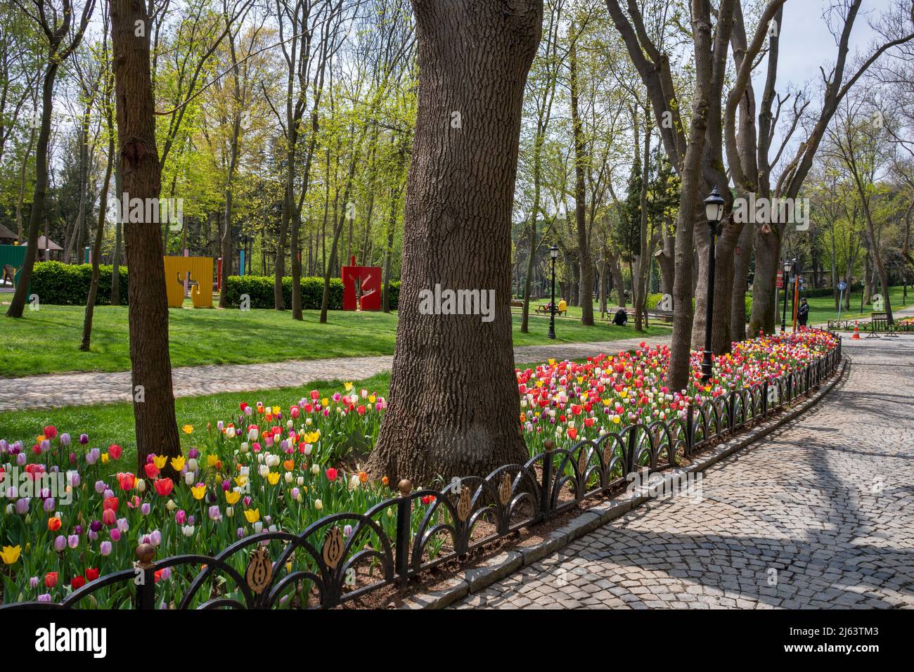 Tulip Festival in Emirgan Park in Sariyer district of Istanbul, Turkey ...