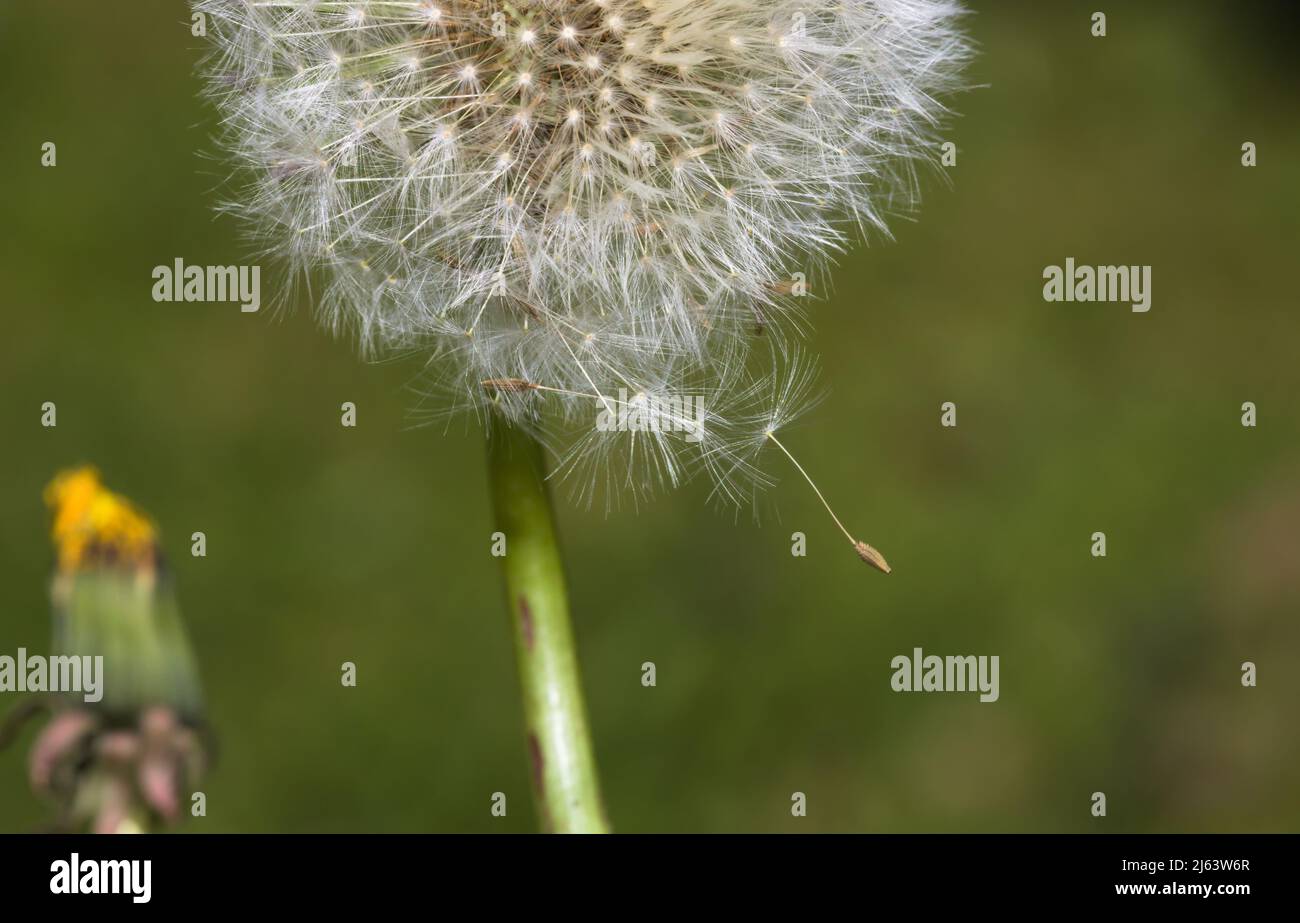 Wind pollination hi-res stock photography and images - Alamy