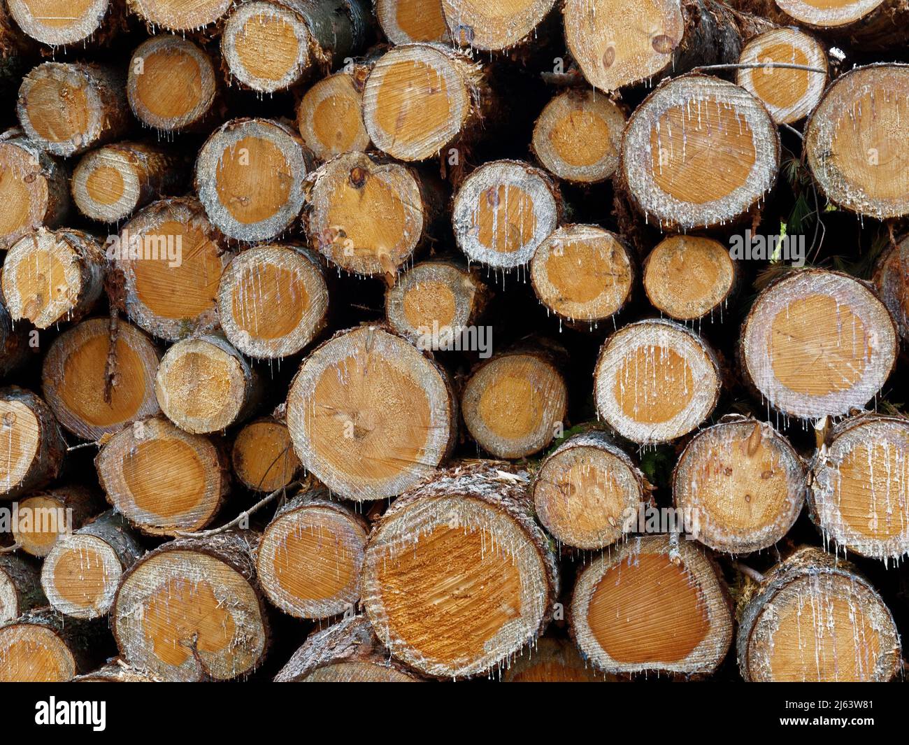 Softwood logs hi-res stock photography and images - Alamy