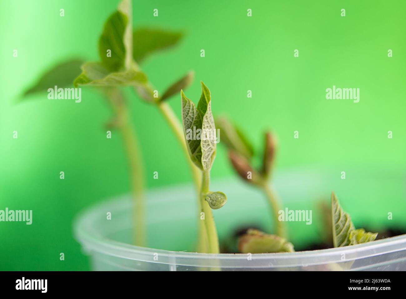 Macro photography of bean sprout,day 2,leaves appeared Stock Photo - Alamy