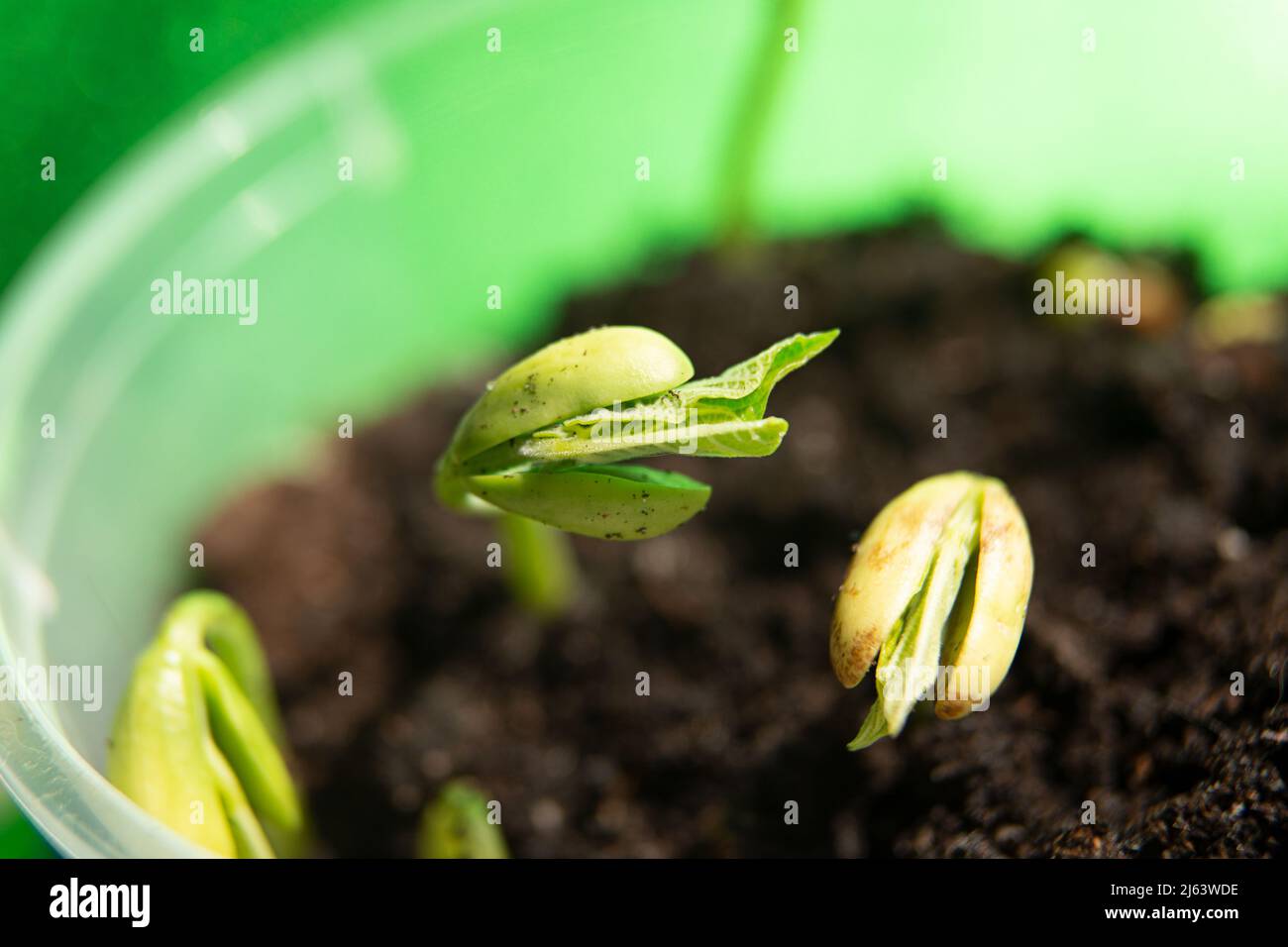 Macro photography of bean sprout,day 1 Stock Photo - Alamy