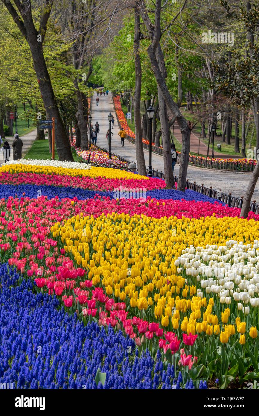 Tulip Festival in Emirgan Park in Sariyer district of Istanbul, Turkey ...
