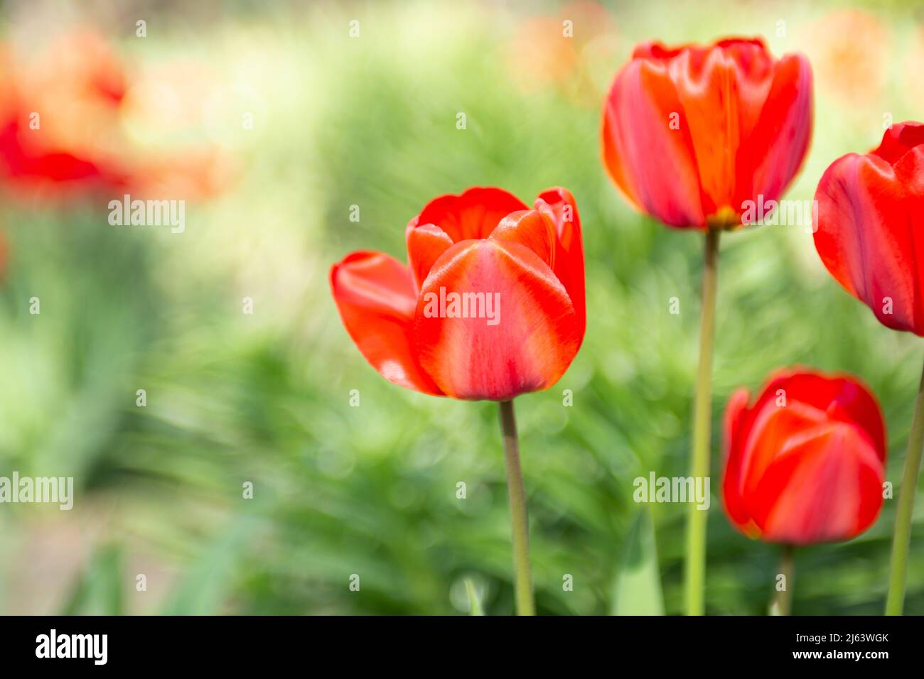 Closeup photography of group of red tulips,good as natural background ...
