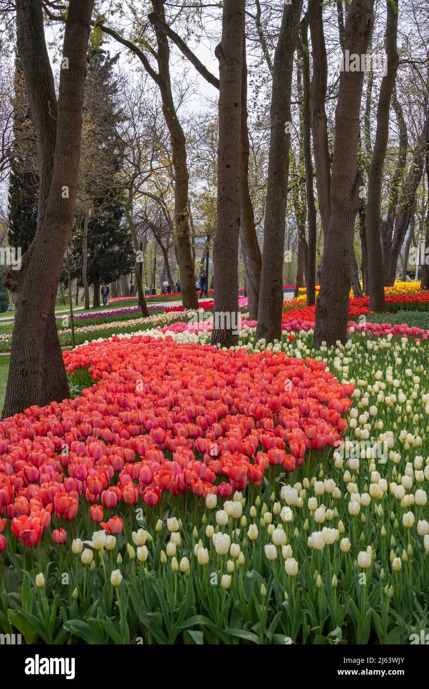 Tulip Festival in Emirgan Park in Sariyer district of Istanbul, Turkey ...