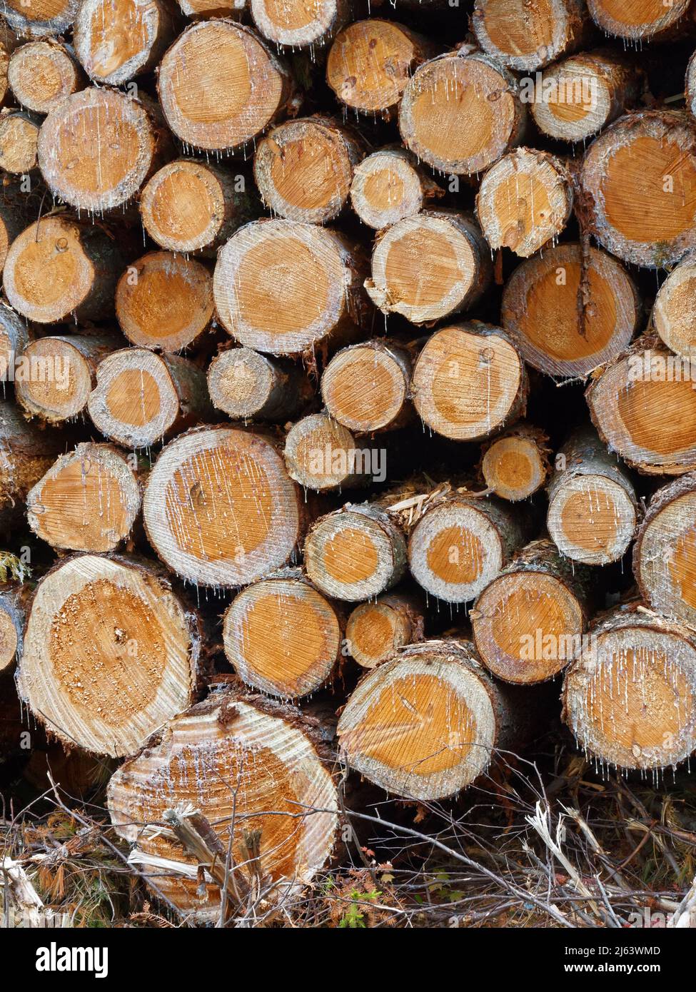 Softwood timber hi-res stock photography and images - Alamy