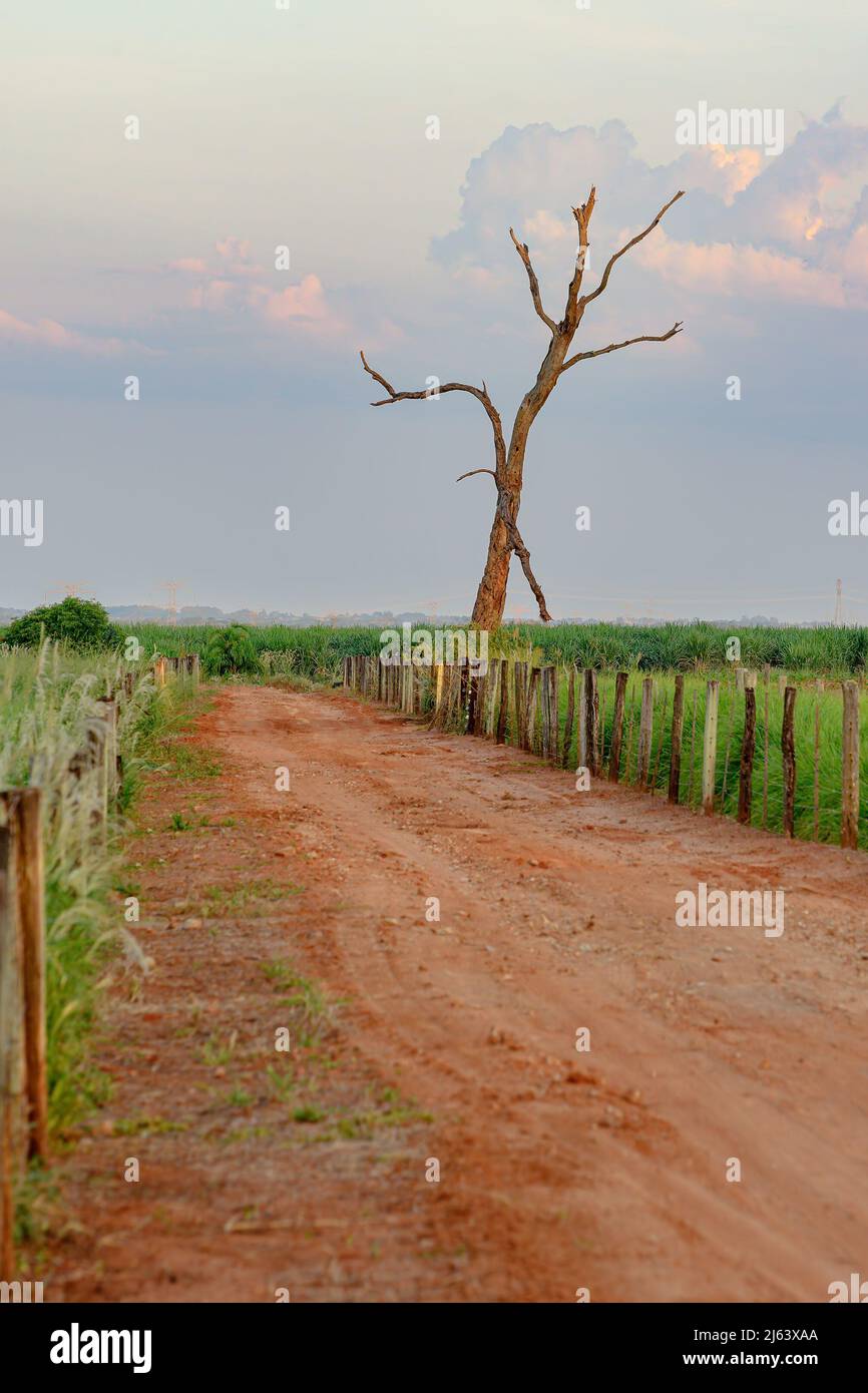 Big dead tree with dry branches, with no leaves on the side of a dirt ...