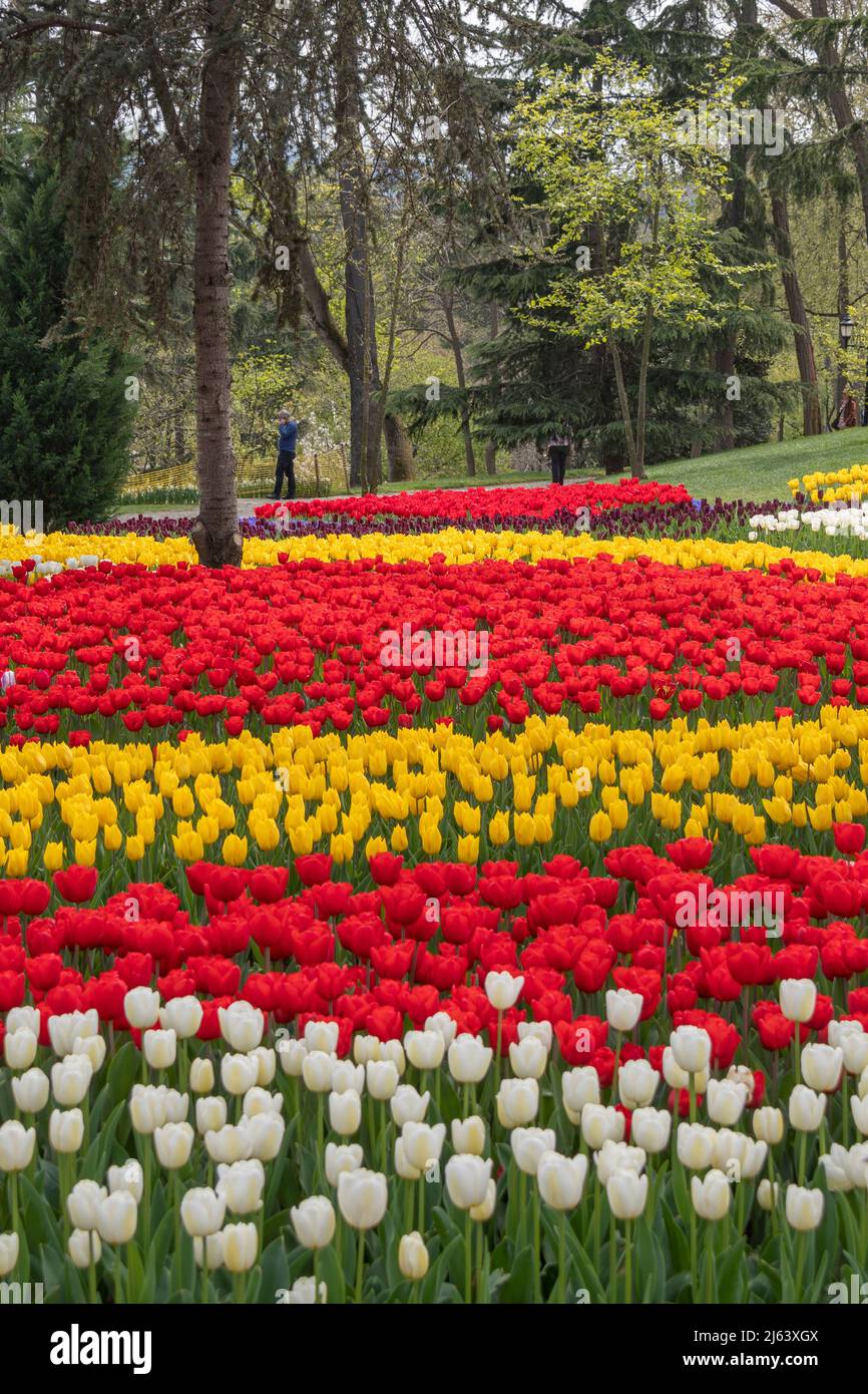 Tulip Festival in Emirgan Park in Sariyer district of Istanbul, Turkey ...