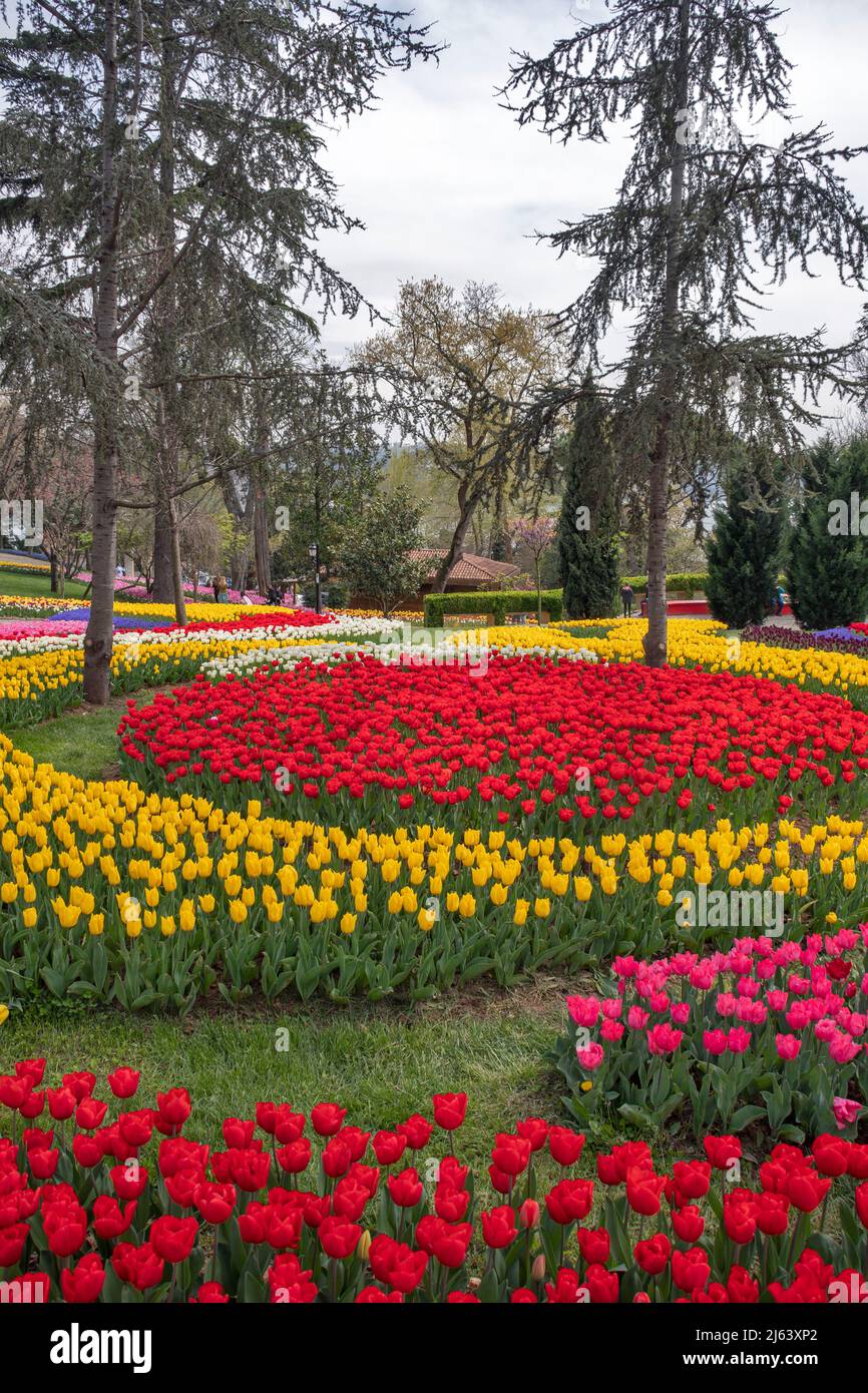 Tulip Festival in Emirgan Park in Sariyer district of Istanbul, Turkey ...