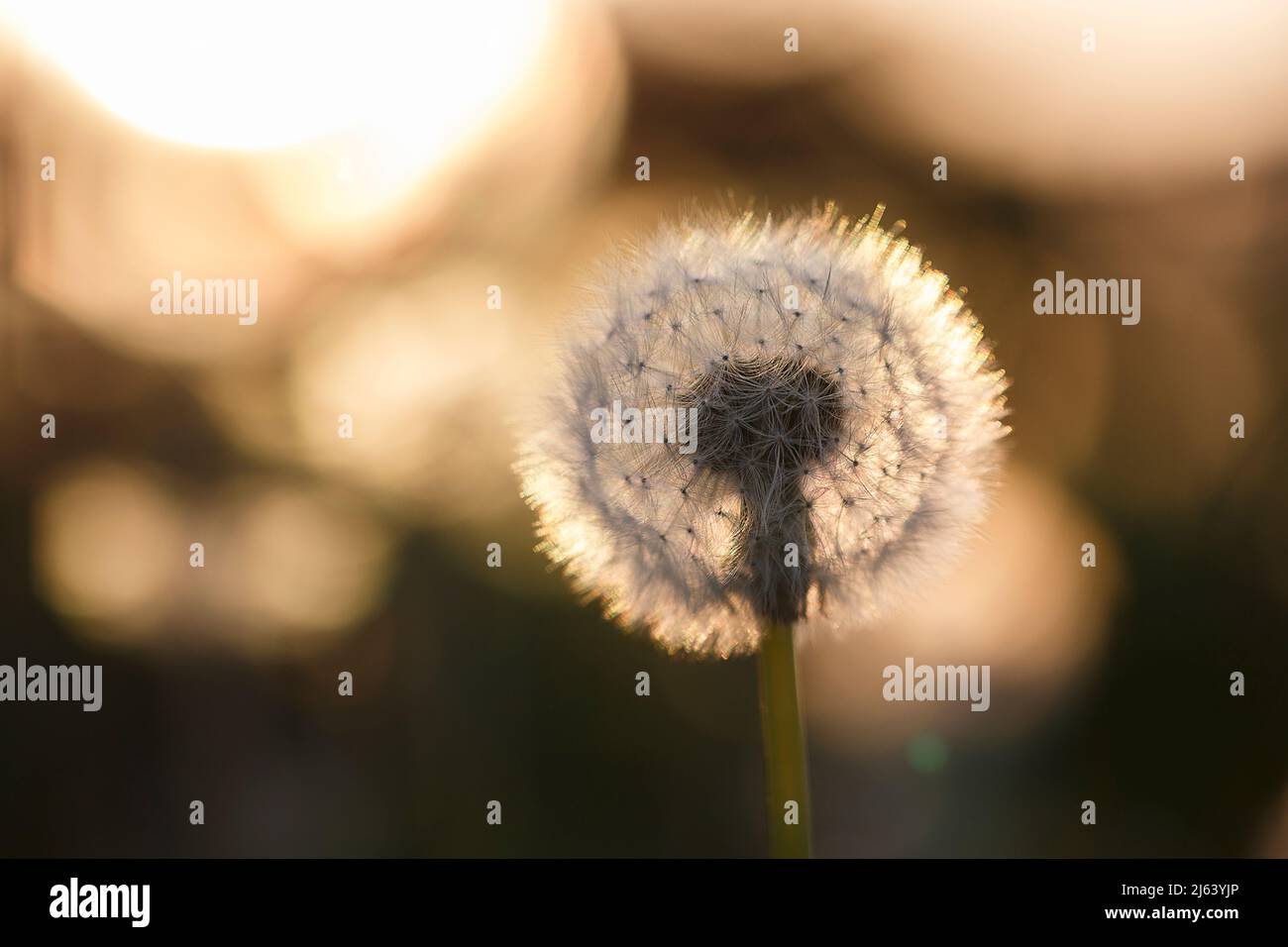 dandelion flower on sunset sky, in summer season Stock Photo - Alamy