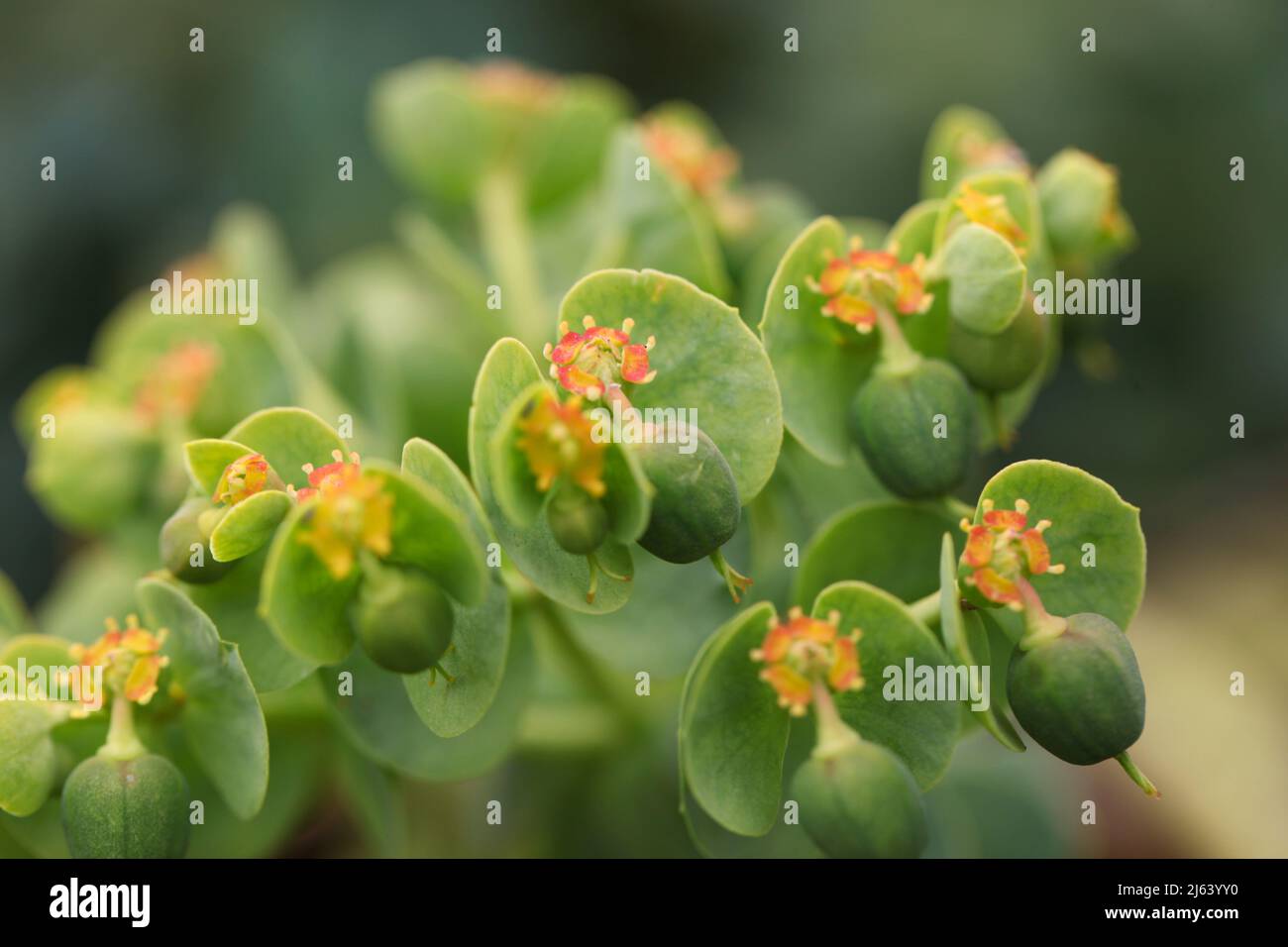Macro Abstract of Myrtle Spurge Plant , Euphorbia characias subsp ...