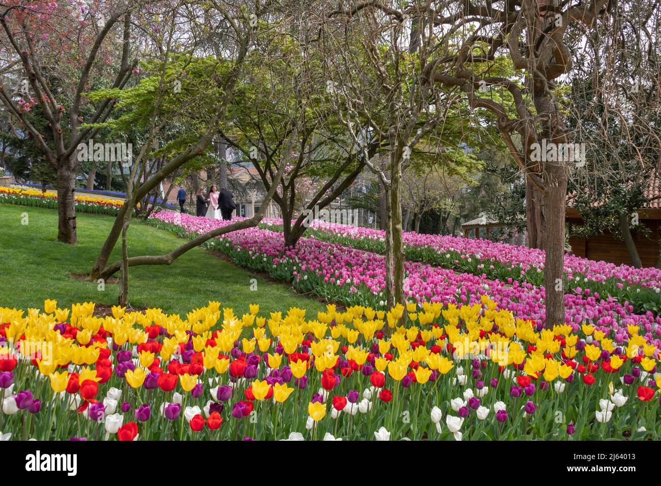 Tulip Festival in Emirgan Park in Sariyer district of Istanbul, Turkey ...