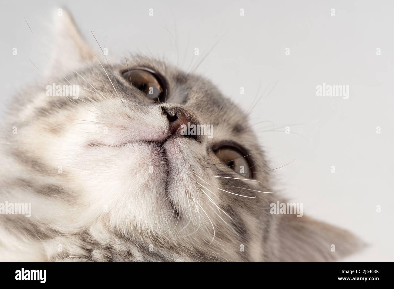 Muzzle of a gray tabby cat, bottom view, light background, close-up ...