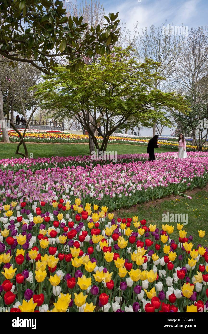 Tulip Festival in Emirgan Park in Sariyer district of Istanbul, Turkey ...
