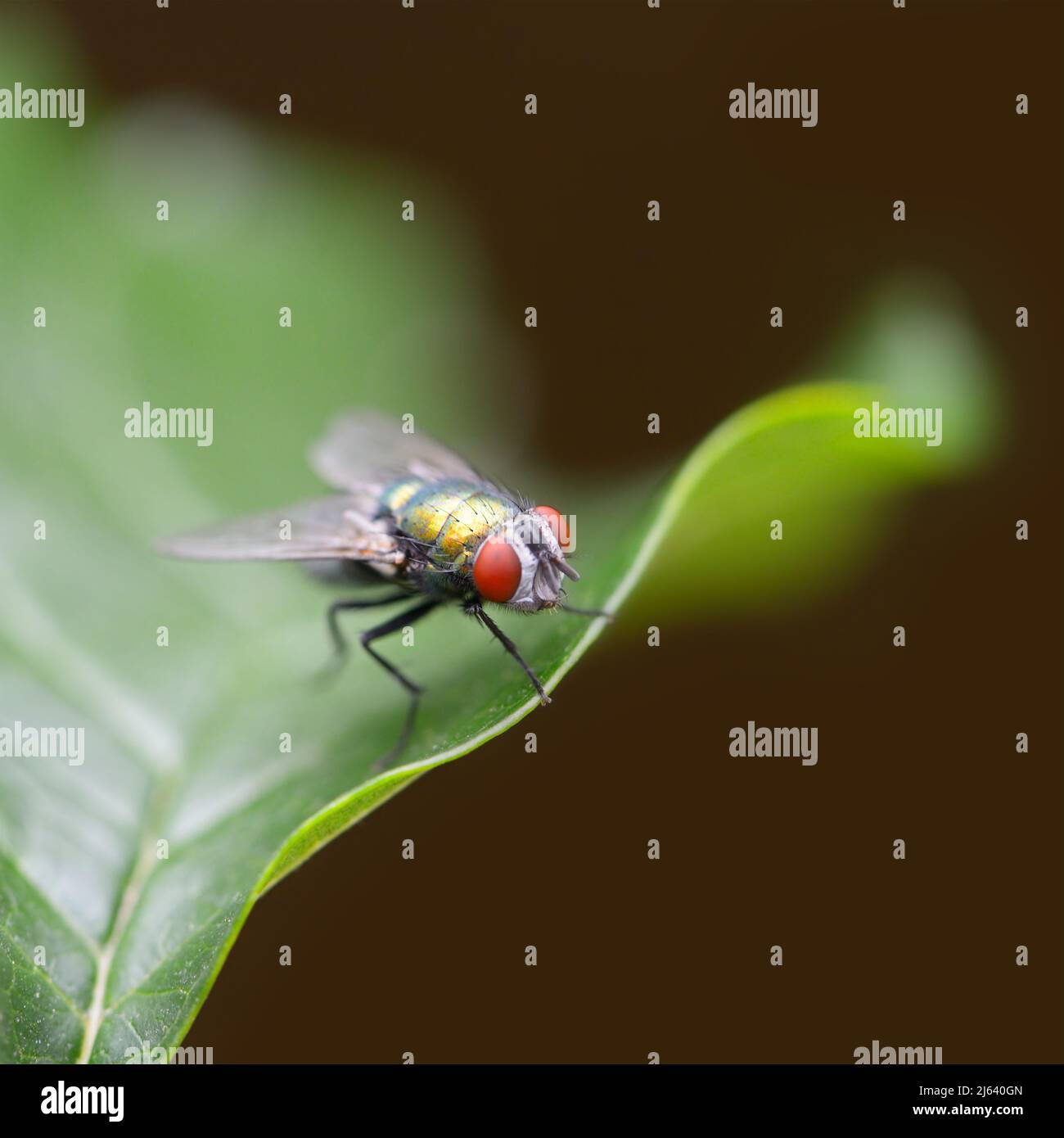 Very large fly hi-res stock photography and images - Alamy