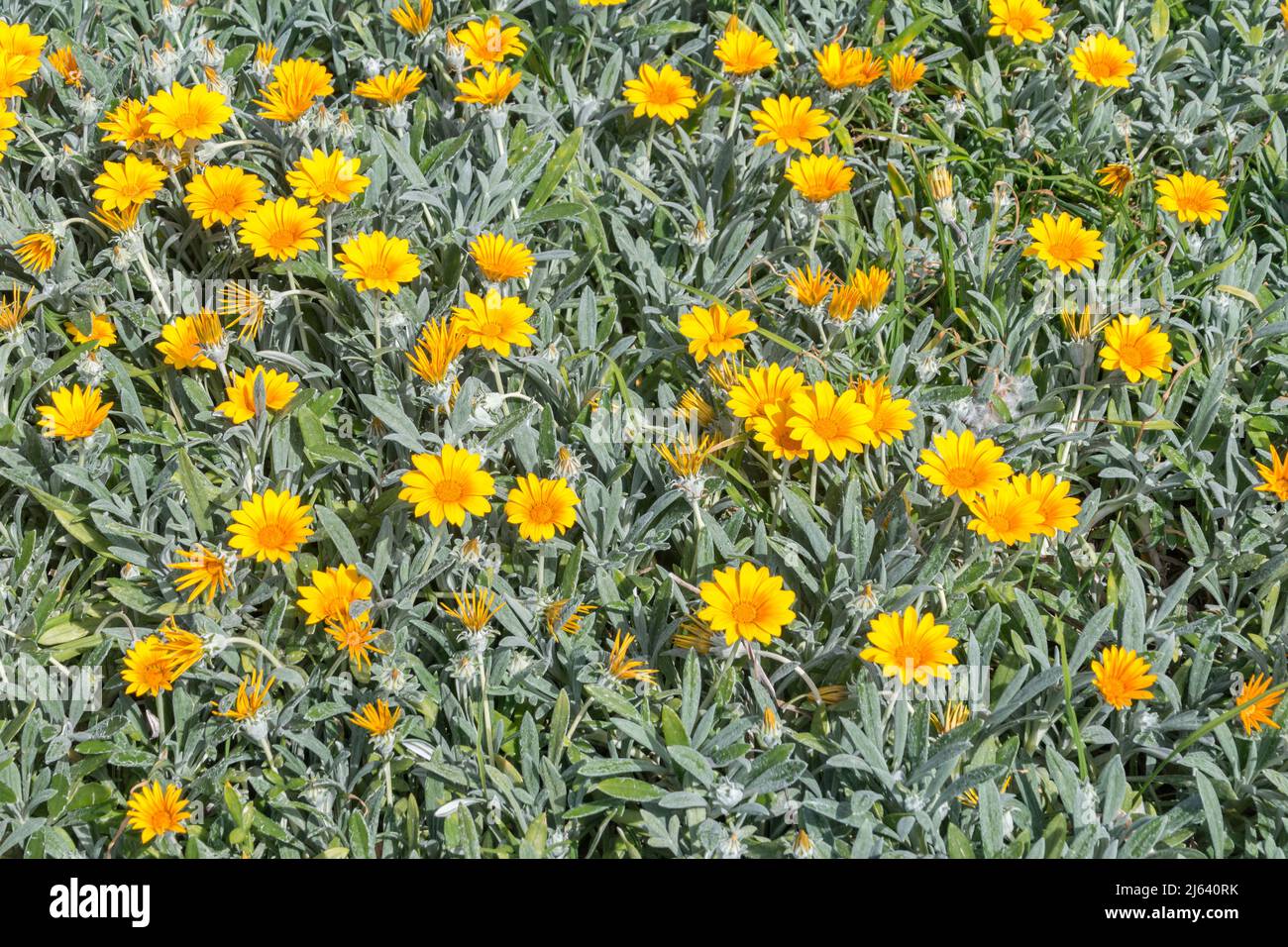Orange flowers in spring time on Cyprus Stock Photo - Alamy