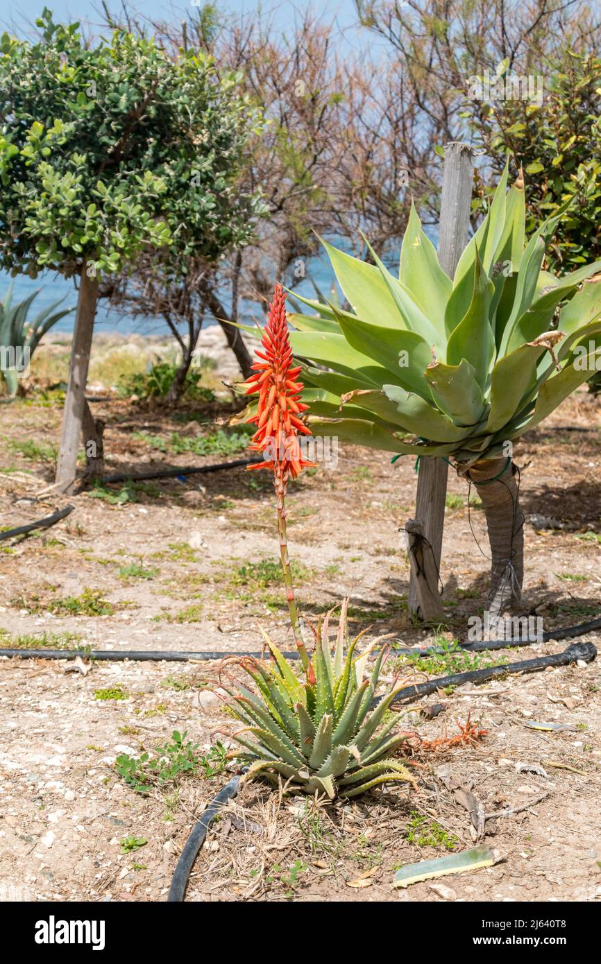 Blooming aloe flowers in the garden Stock Photo - Alamy