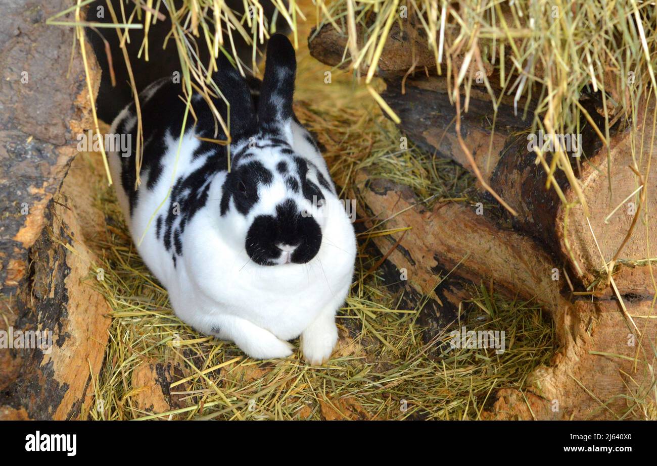 black and white Rabbit Stock Photo - Alamy