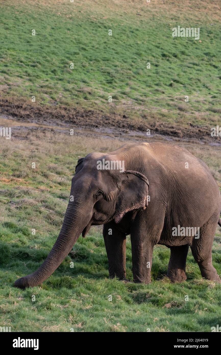 An Asian Elephant feeds on a pile of grass and enjoys solidarity. His ...
