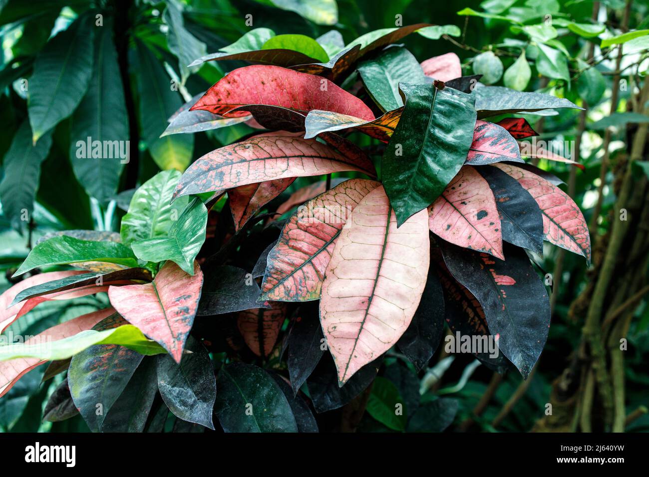Codiaeum variegatum is a species of plant in the genus Codiaeum, which ...