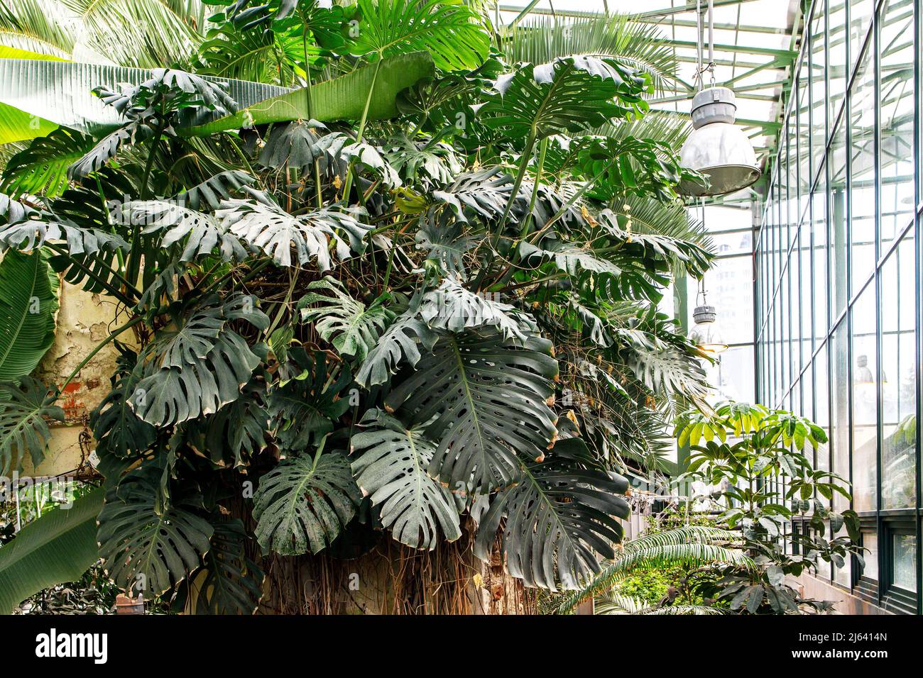 Huge monstera hi-res stock photography and images - Alamy