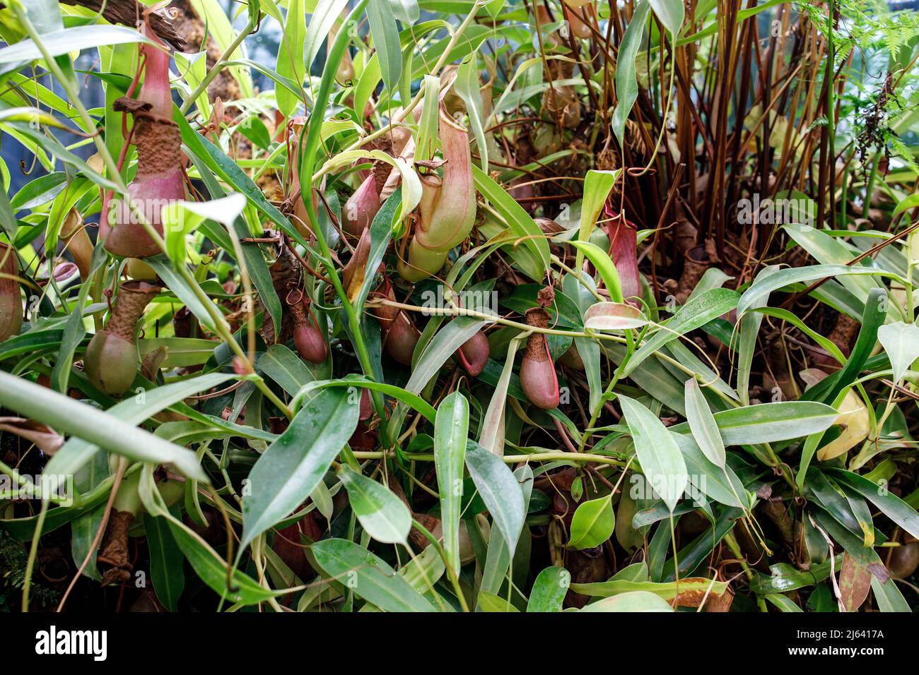Nepenthes, A Pitfall traps, pitcher plant in the botanical garden Stock ...