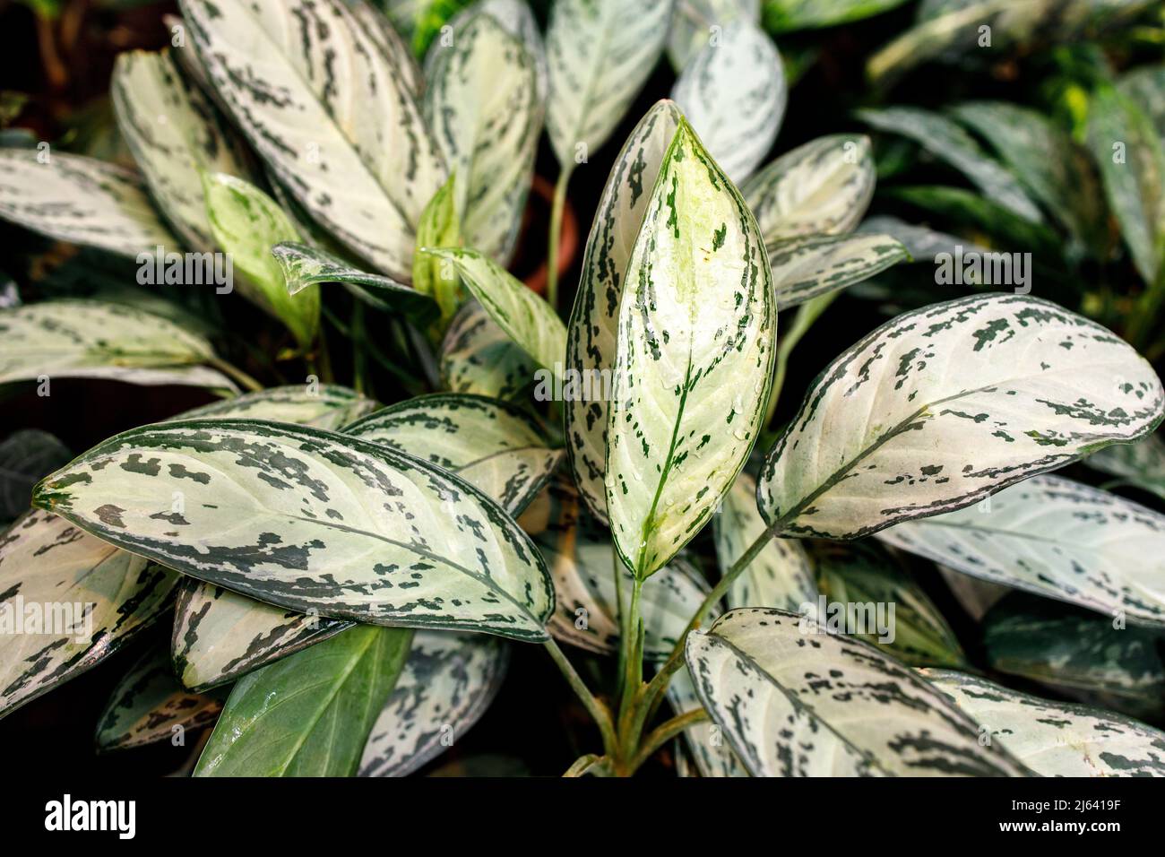 Aglaonema is a genus of flowering plants in the arum family, Araceae ...